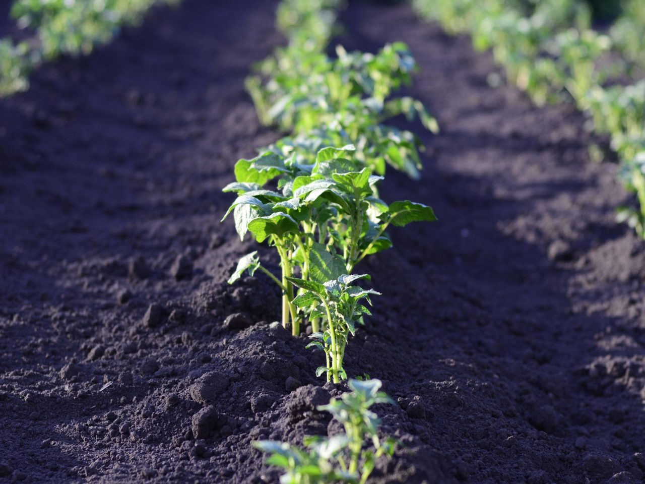 The importance of Phosphorus (P) in agriculture | DEMA Fertilizers