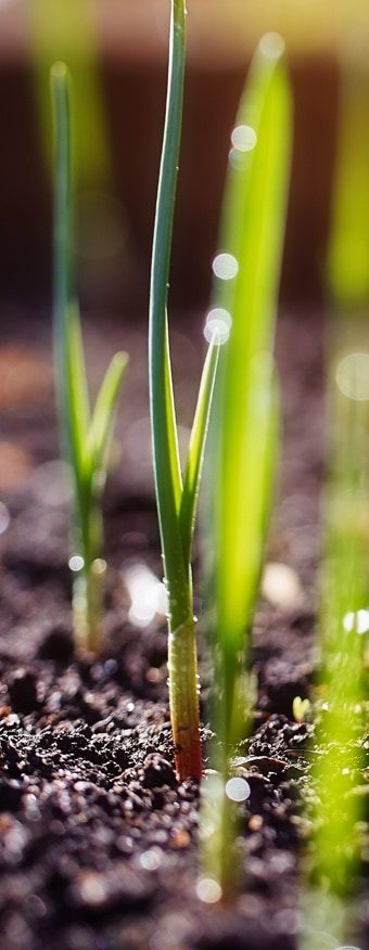 Dema Micro Granule | Innovative and sustainable | DEMA Fertilizers