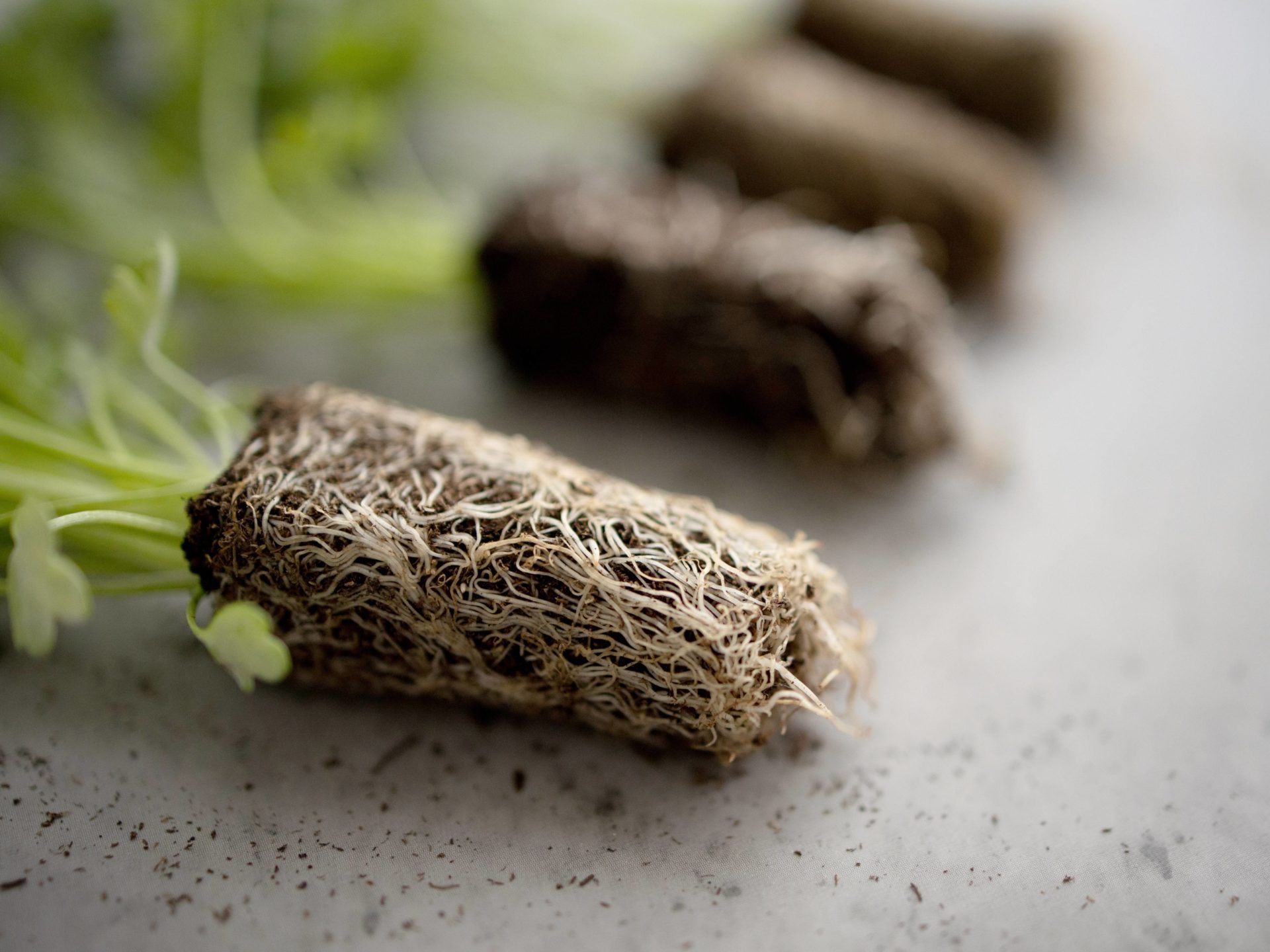 The root system. Importance and functions of the plant’s roots | DEMA ...