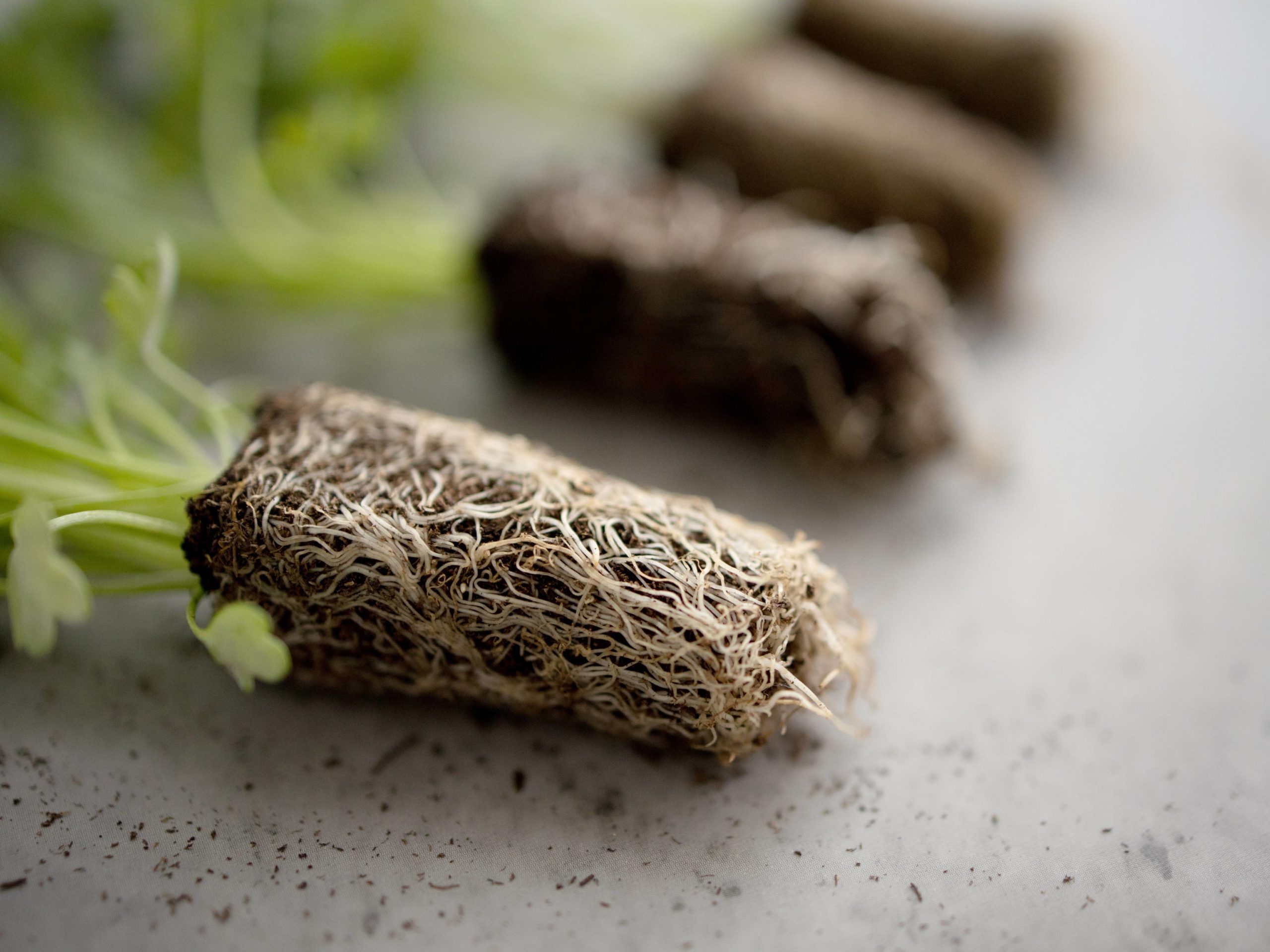 The root system. Importance and functions of the plant’s roots | DEMA ...