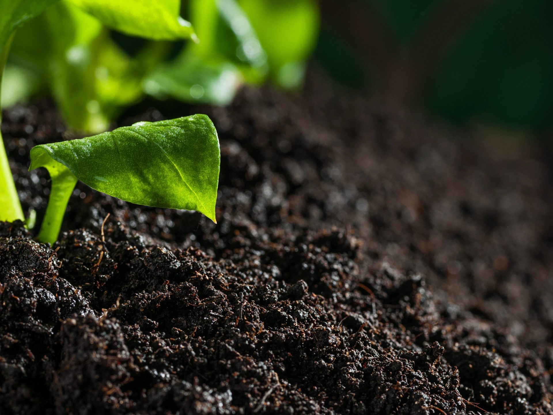 L’azoto in agricoltura: a cosa serve? | DEMA Fertilizers