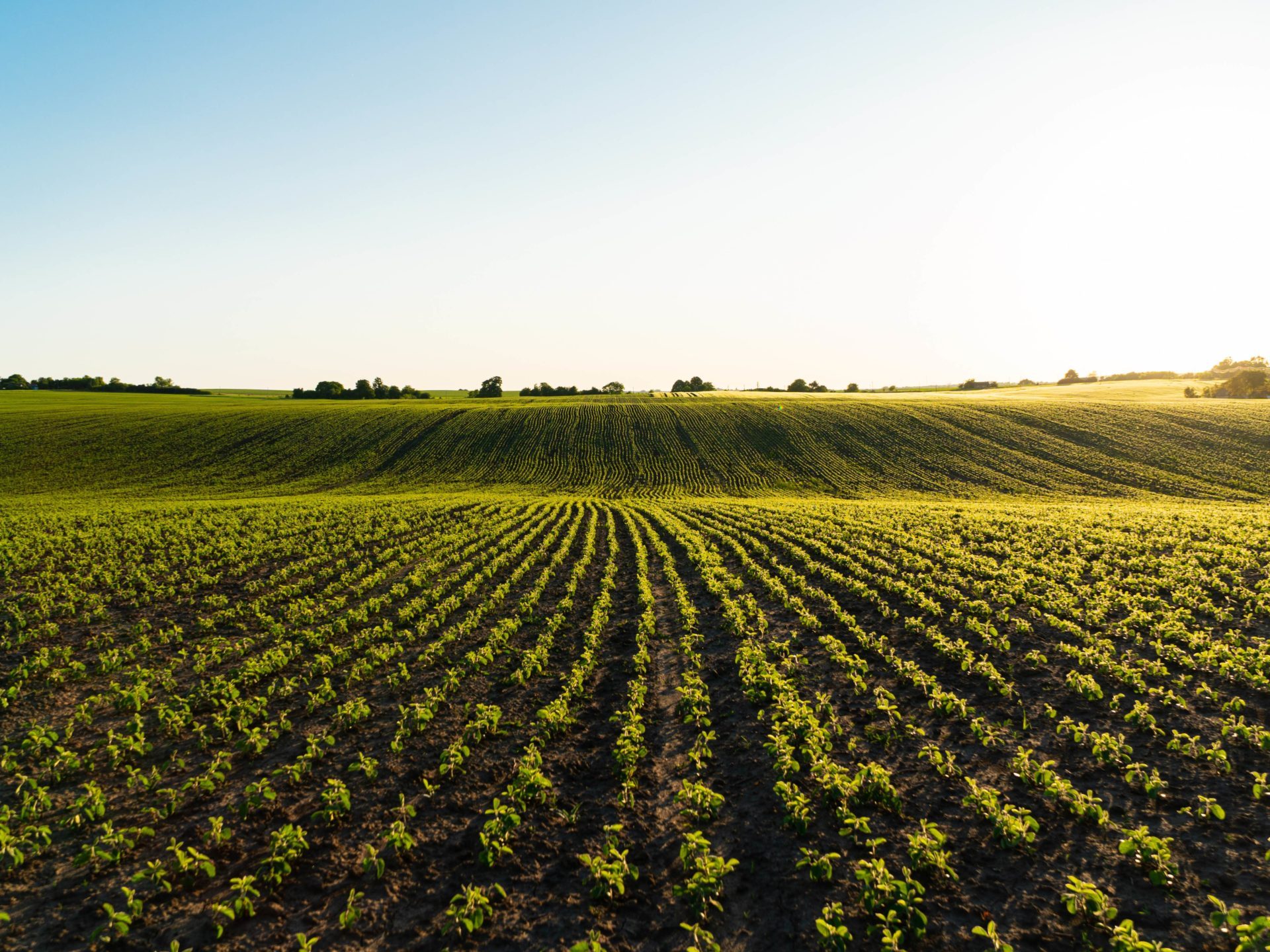 The importance of Potassium (K) for the crops | DEMA Fertilizers